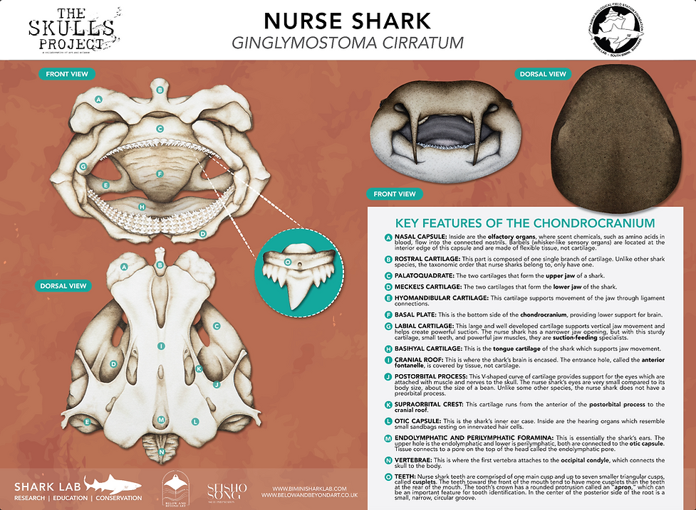 The Skulls Project | Bimini Shark Lab